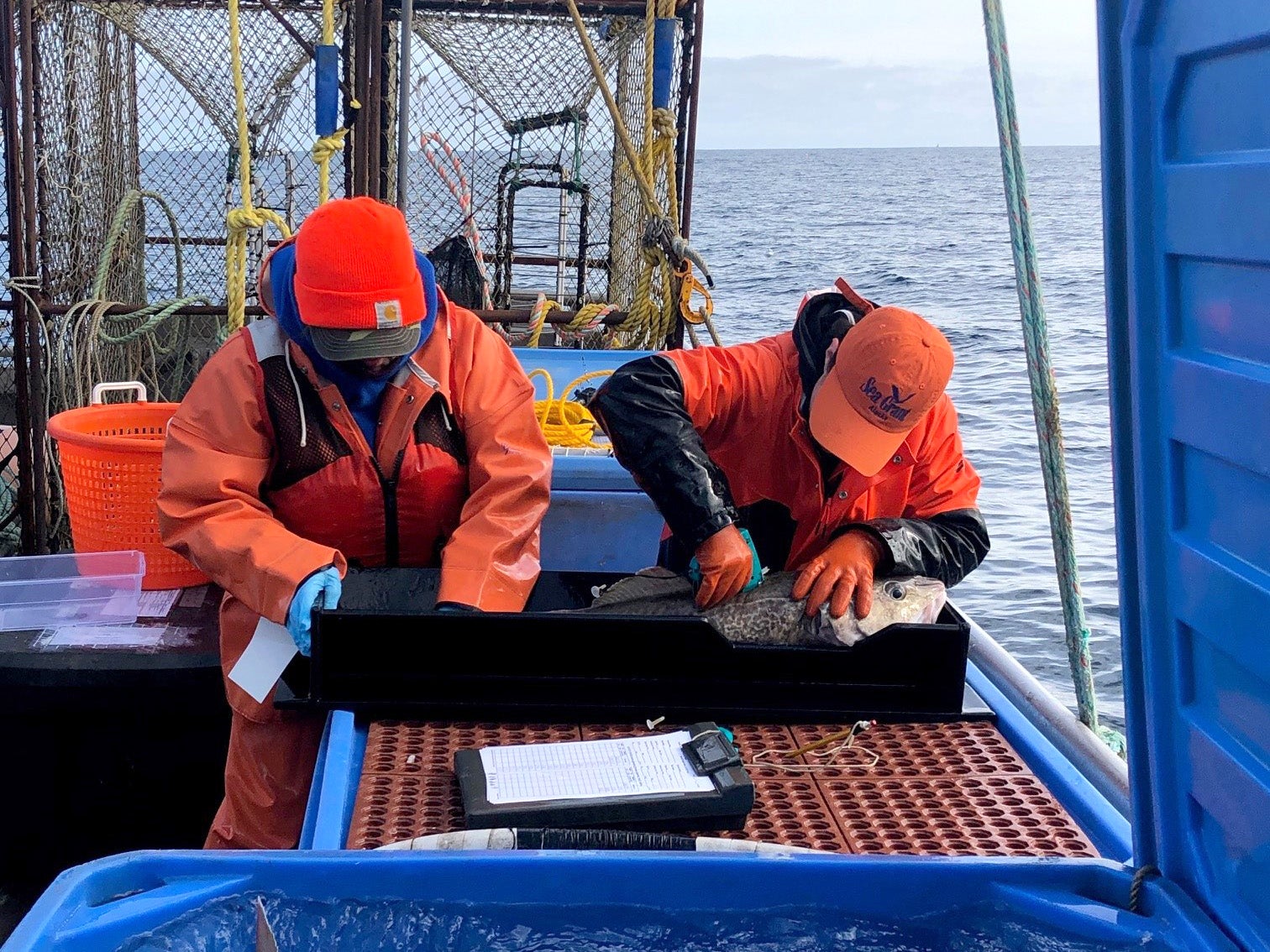 WGOA Cod Tagging Study - Aleutians East Borough